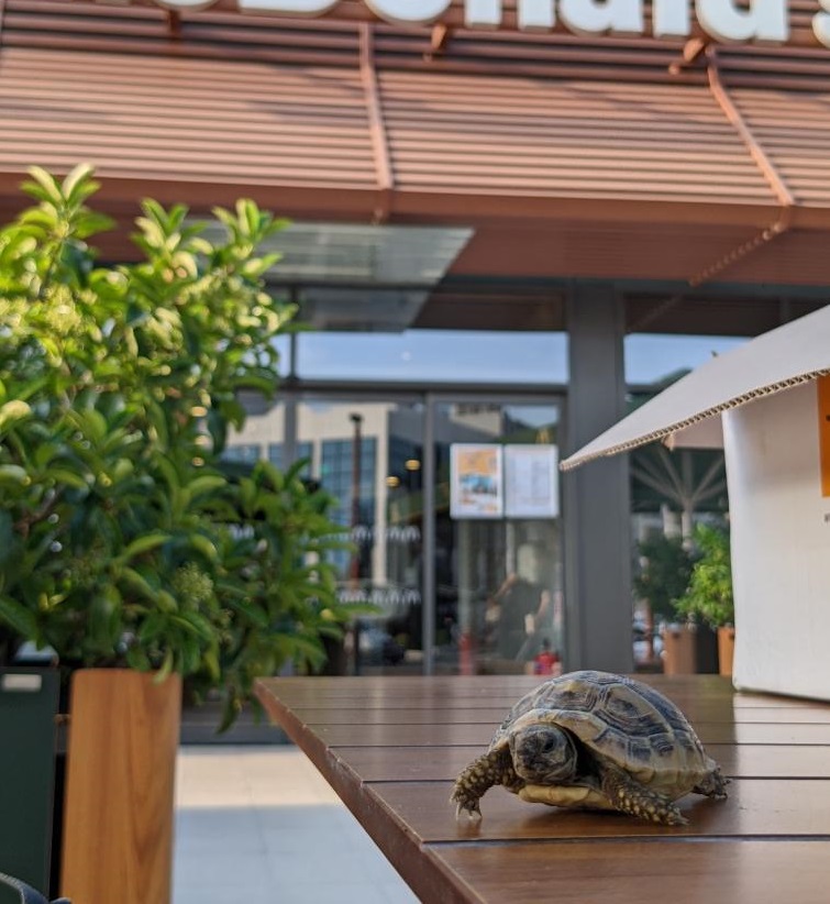 stefastra.com – developer portfolio